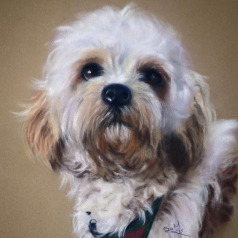 Pet Portrait Commissions -Testimonials - Su Melville Art